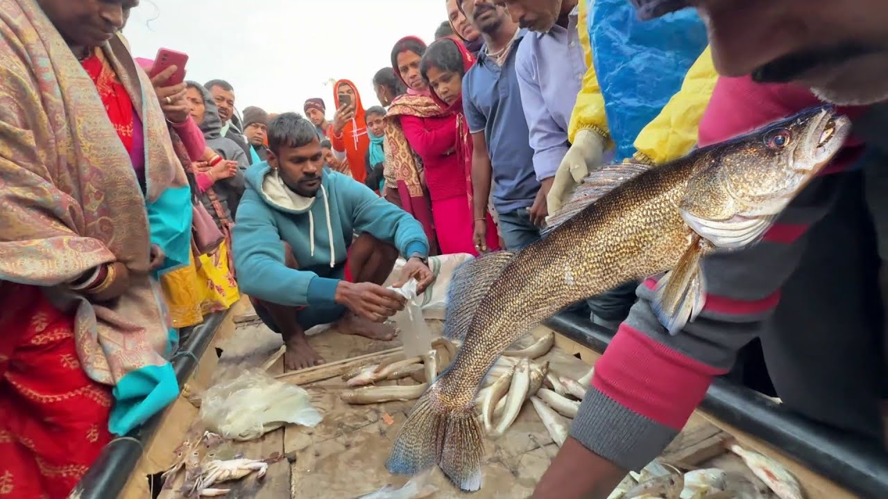 Hard Working Fishermen Catching Live Sea Fish | Early Morning Amazing ...