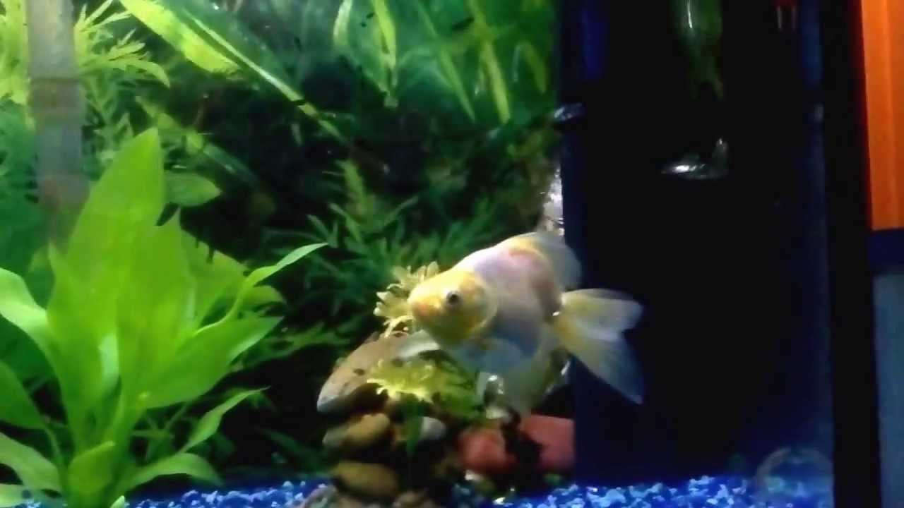 Fancy Goldfish and African Dwarf Frogs - YouTube