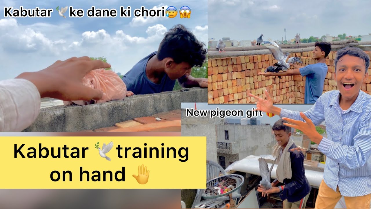 Kabutar 🕊️ ko hath pr training dena suru😱🤩 !! Golu ne kabutar 🕊️gift 🎁 ...