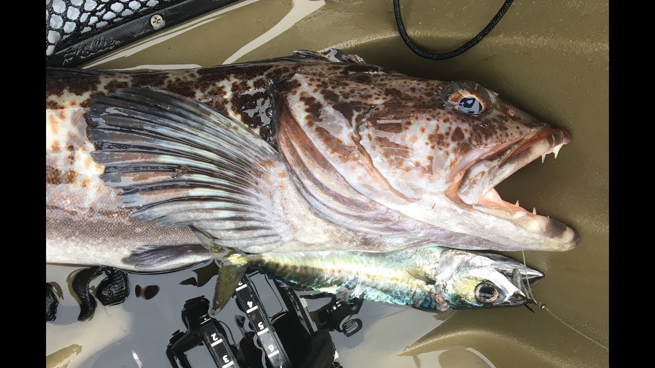 Live Bait Fishing for Lingcod from a Kayak - YouTube