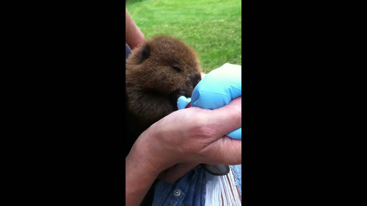 Baby beaver feeding - YouTube