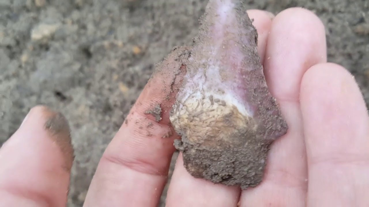 Surface hunting arrowheads in florida - YouTube