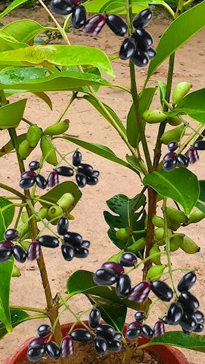 Grow Jamun at home || Java Plum Tree from cutting #shorts - YouTube