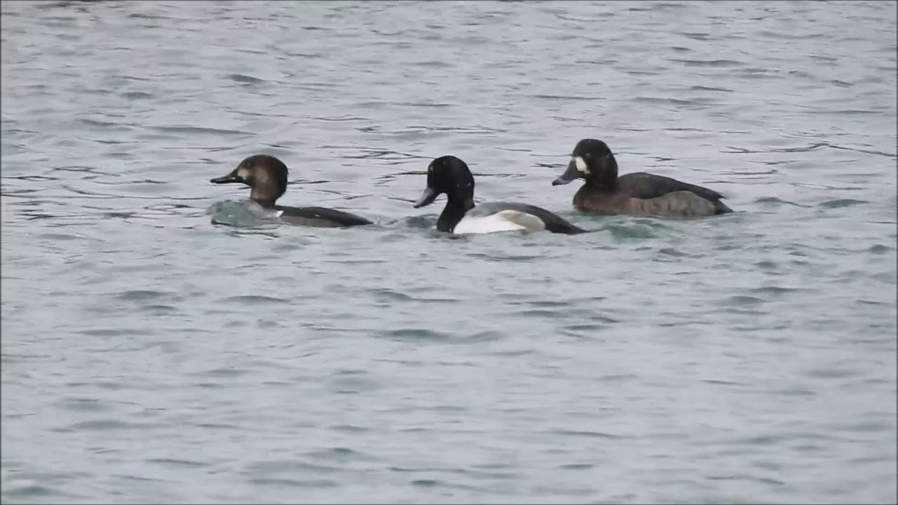 Hybrid Common Goldeneye x Hooded Merganser Feeding in Toronto - YouTube