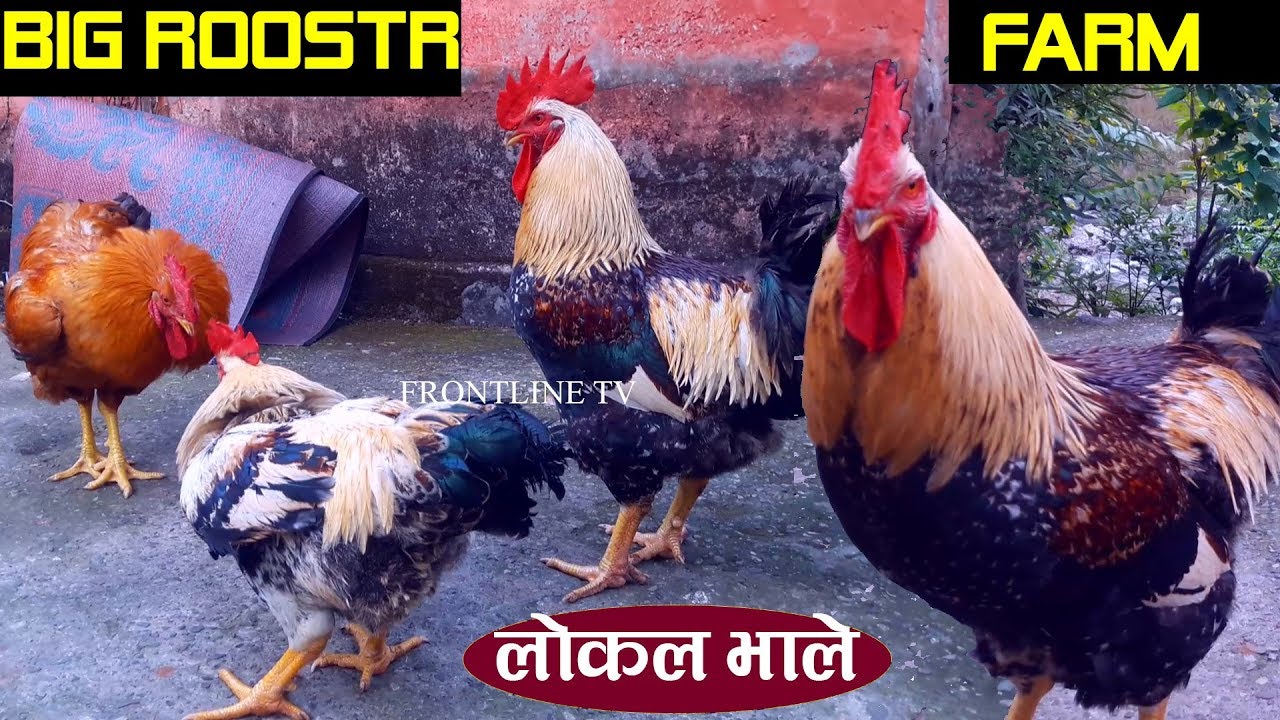 आहा! लोकल भाले...BIG ROOSTER FARMING || NEPALI LOCAL BHALE VS HYBRID ...
