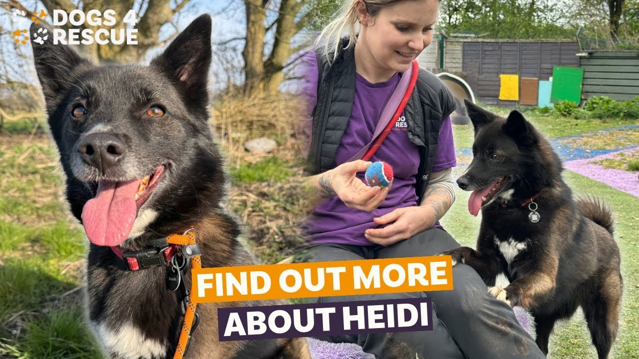 Find out more about Heidi | Dogs 4 Rescue - YouTube