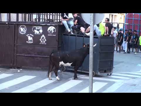 RAFEL 25 10 25 COGIDA BALLILLA PEÑA TAURINA ELS JOVENS