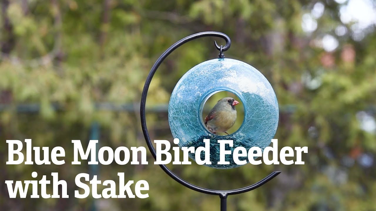 A Closer Look At The Blue Moon Bird Feeder with Stake - YouTube