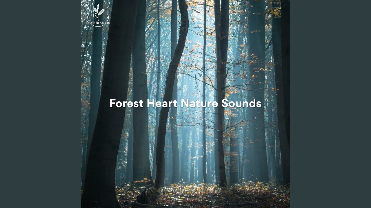 Ethereal Forest Chorus - YouTube