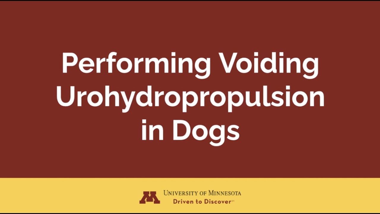 How to Perform Voiding Urohydropropulsion in a Dog - YouTube