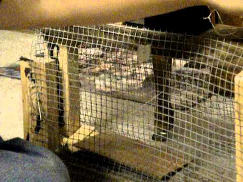 My Homemade Squirrel Trap - YouTube