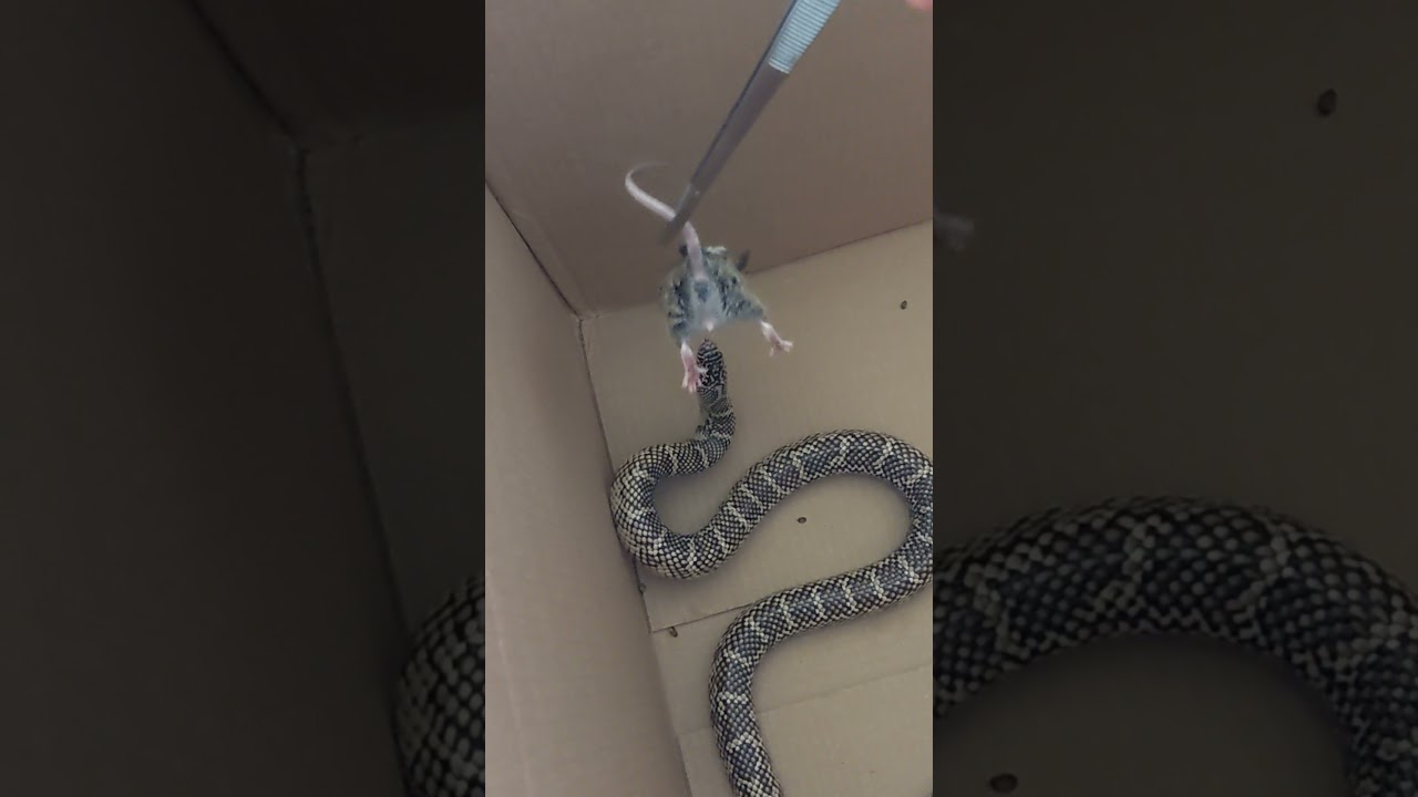 King Snake Eating live ASF rat - YouTube