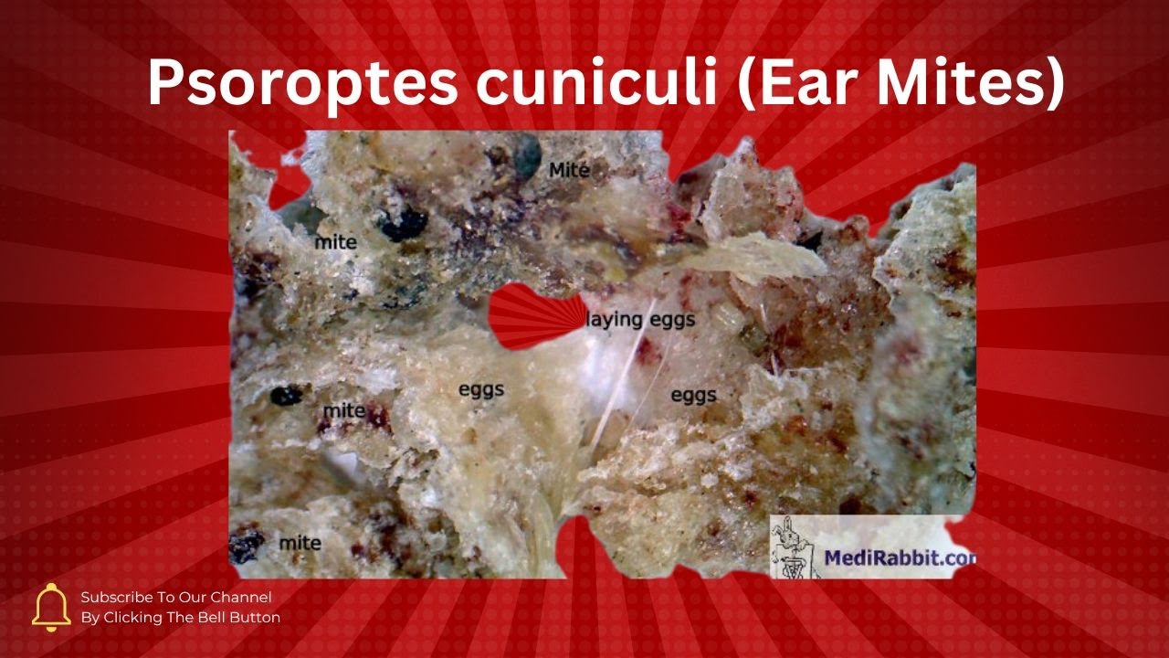 Understanding Ear Mites in Guinea Pigs: Symptoms and Causes! - YouTube
