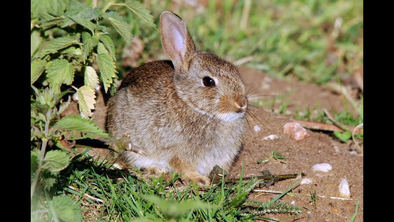 10 animals with the shortest lifespans.... - YouTube