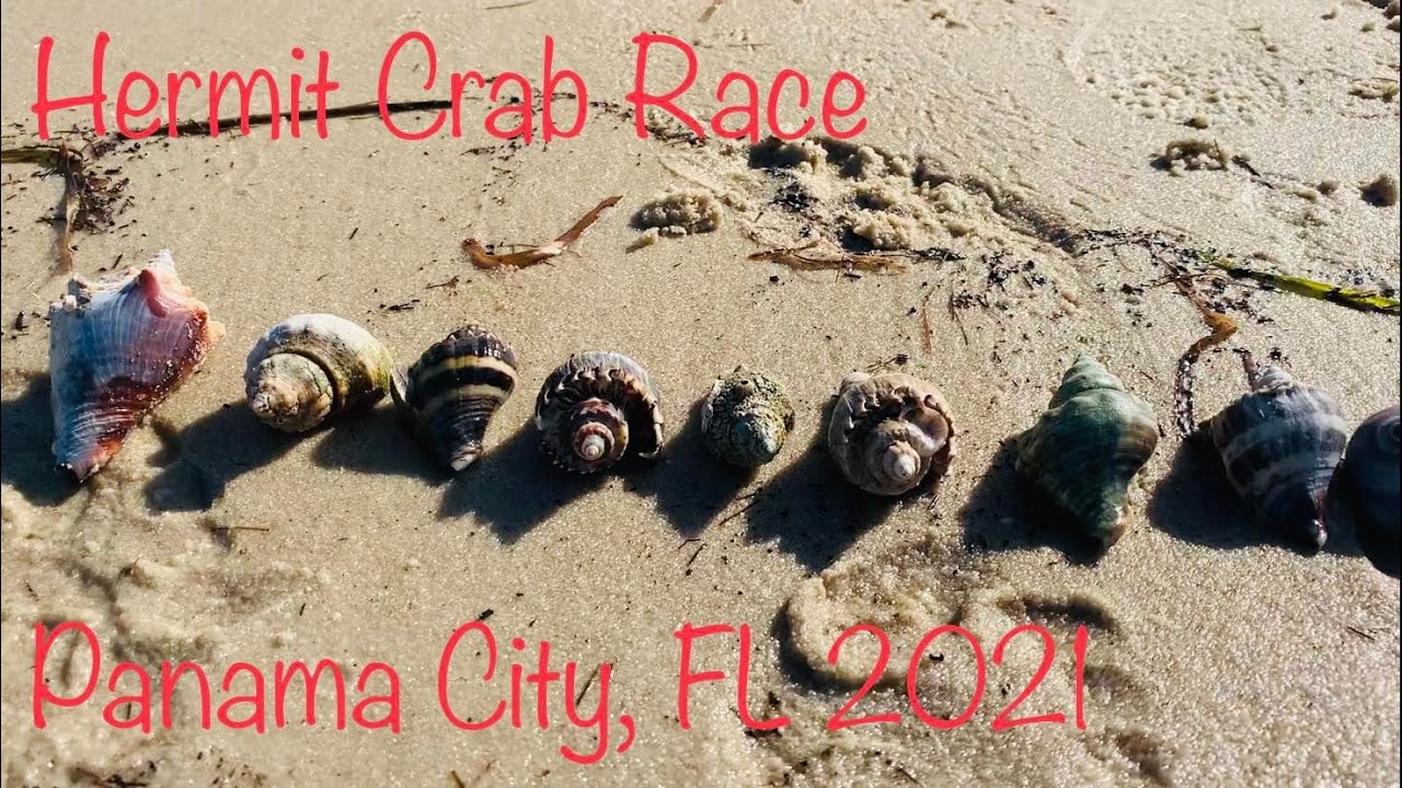 Hermit Crab Race 2021 - YouTube
