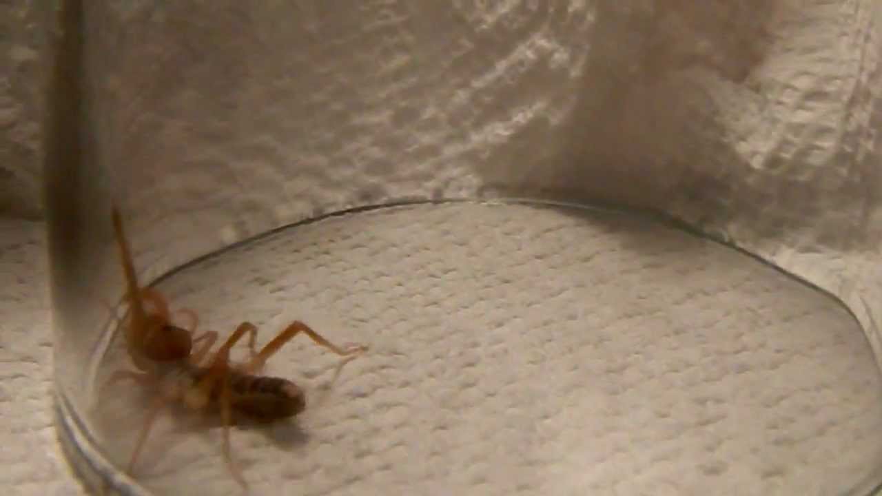 Wind Scorpion in Roxborough Park, Colorado - YouTube