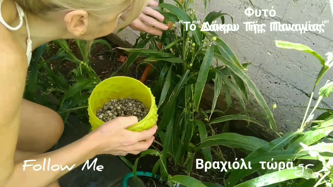 Τό " Δάκρυ" τής Παναγίας! Ή εξήγηση για το φυτό και η συγκομιδή του ...