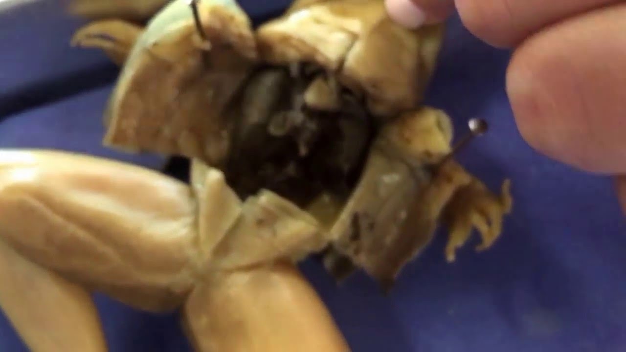 Inflating frog lung through glottis. - YouTube