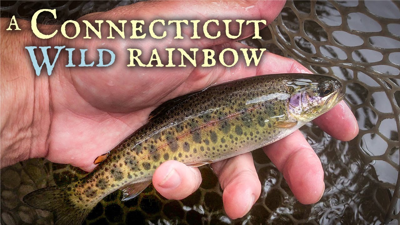 Catching Connecticut's Elusive Wild Rainbow Trout - YouTube