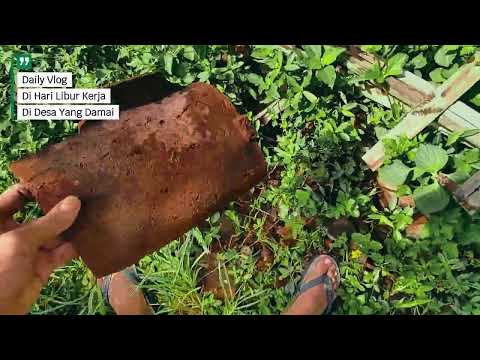 Daily Vlog Desa Yang Damai
