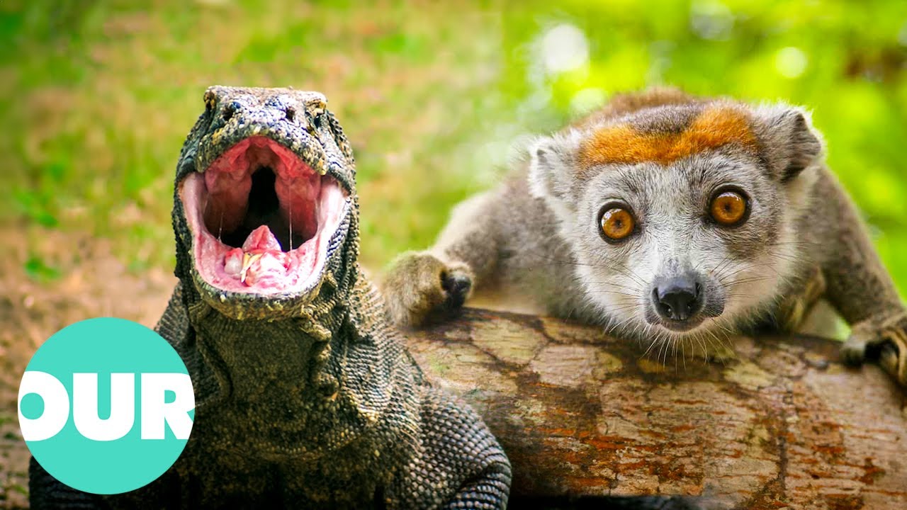 Exploring the Most Rare and Endangered Animals | Our World - YouTube