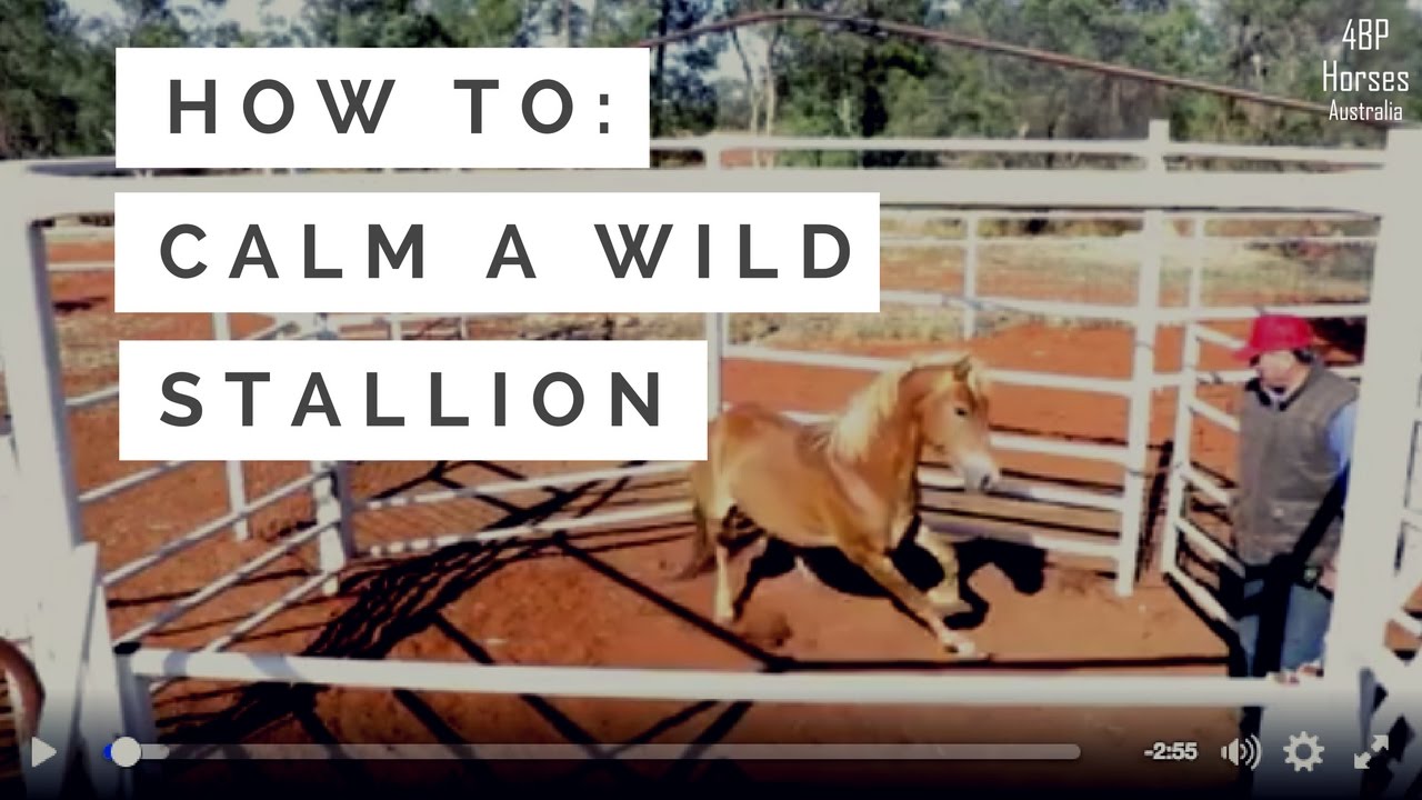 How to Calm a Wild Stallion - YouTube