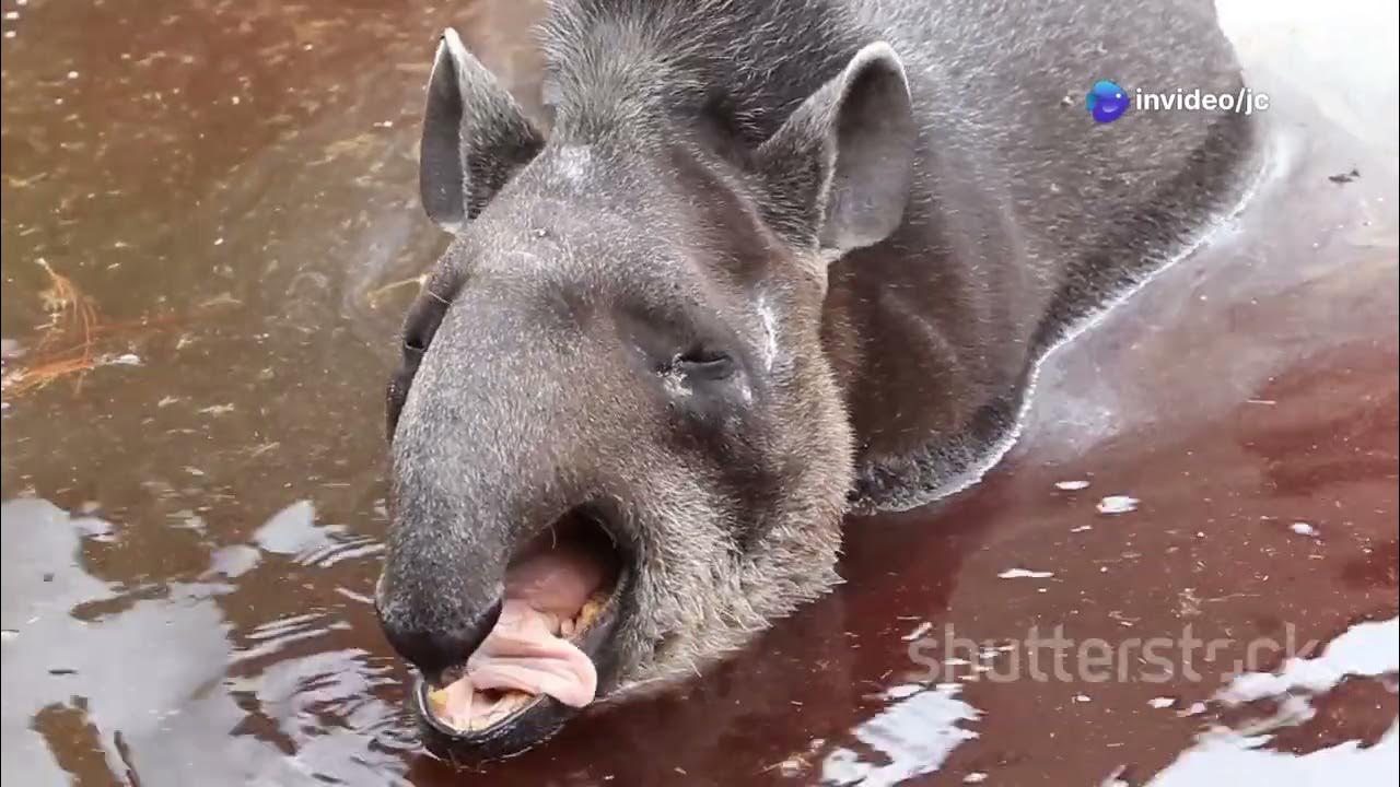 The Fragile Balance: Preserving Nicaragua's Wildlife #cuteanimal # ...