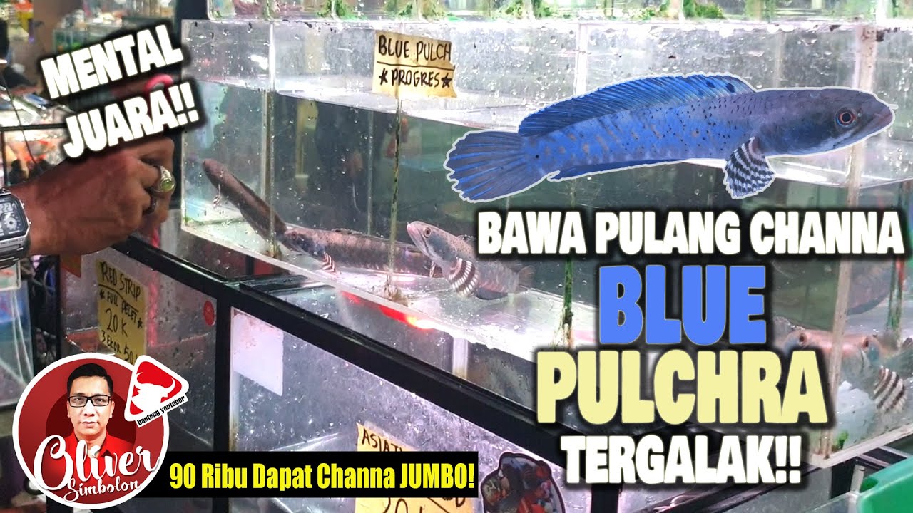 CHANNA BLUE PULCHRA TERGALAK - BUNGKUS!! - YouTube