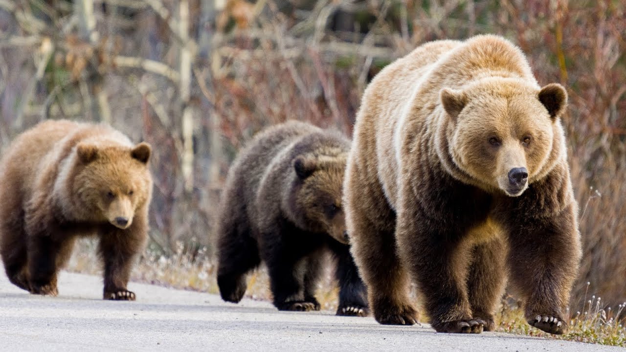 Grizzly Mum 222 and Cubs Become a Beacon of Strength after Jasper ...