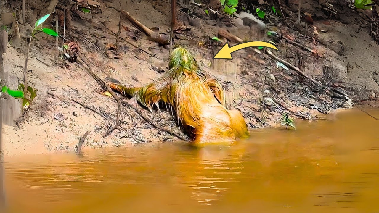 Ranger Witnesses Bizarre Creature Crawling From River—Calls 911 After ...