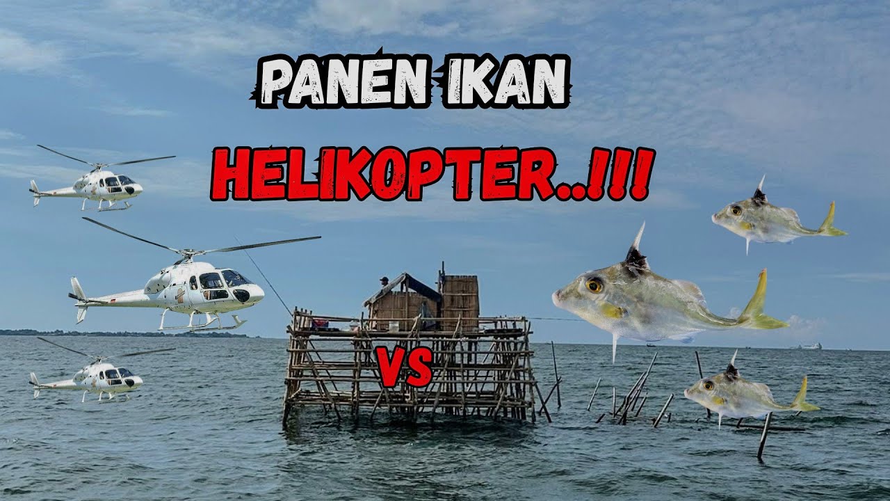 PANEN IKAN HELIKOPTER !!! Se RT kita Selamatkan di bagan cinamprak ...
