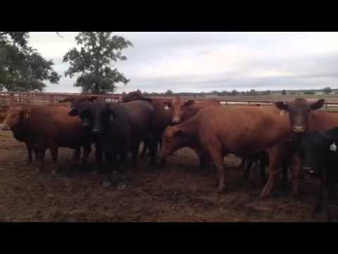 Beefmaster and beefmaster Cross cows - YouTube