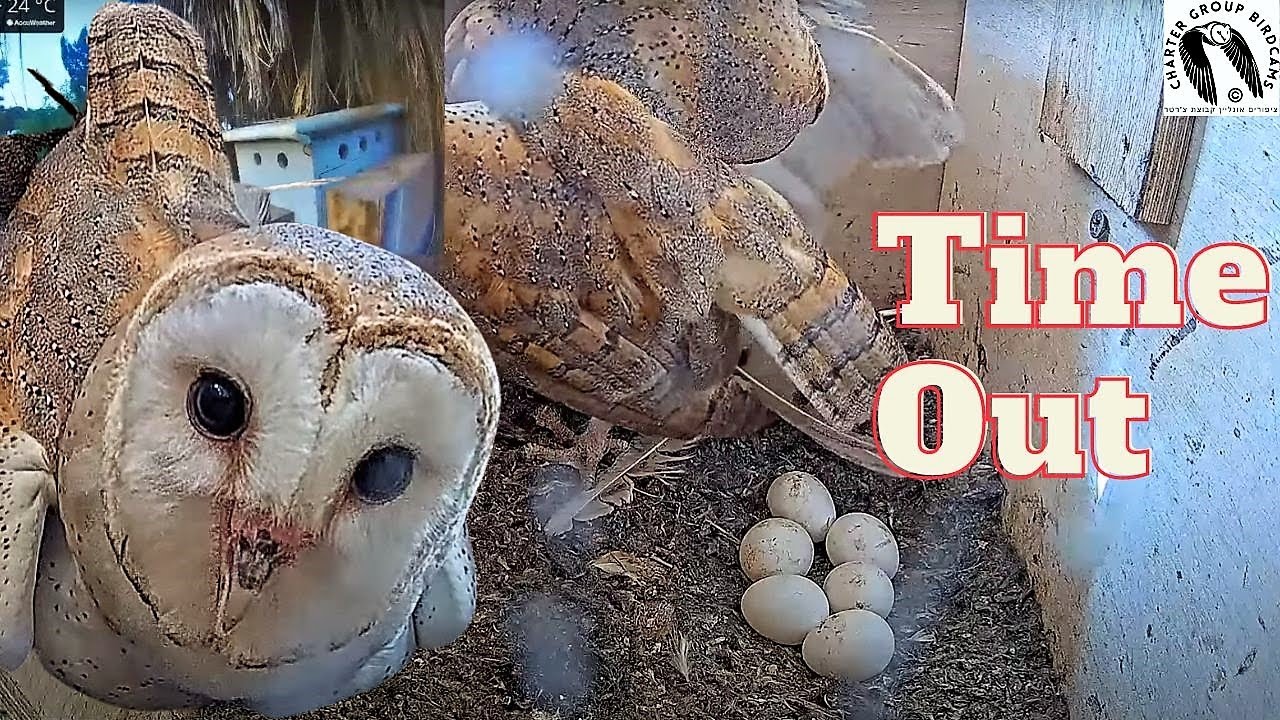 Life in the Nest: Barn Owl's Egg Incubation Break Revealed - YouTube