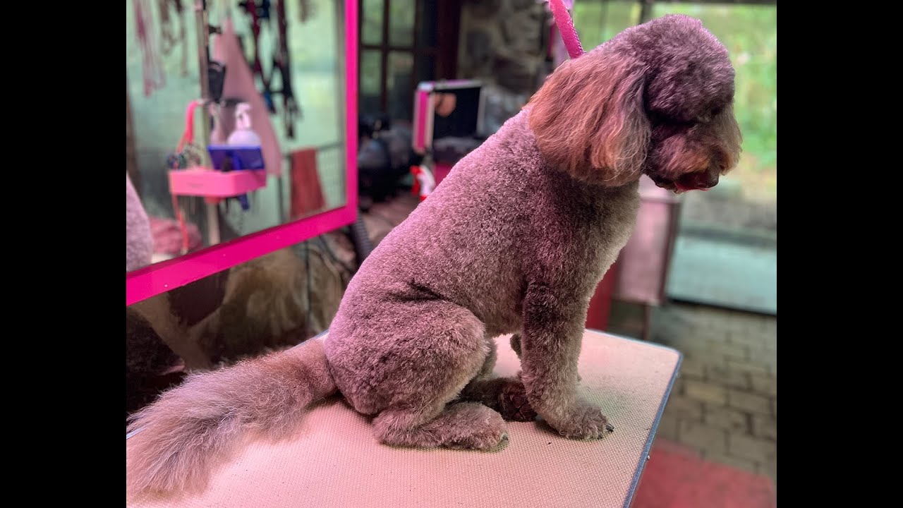 How to Properly Prep a Dog's Coat for Grooming - YouTube