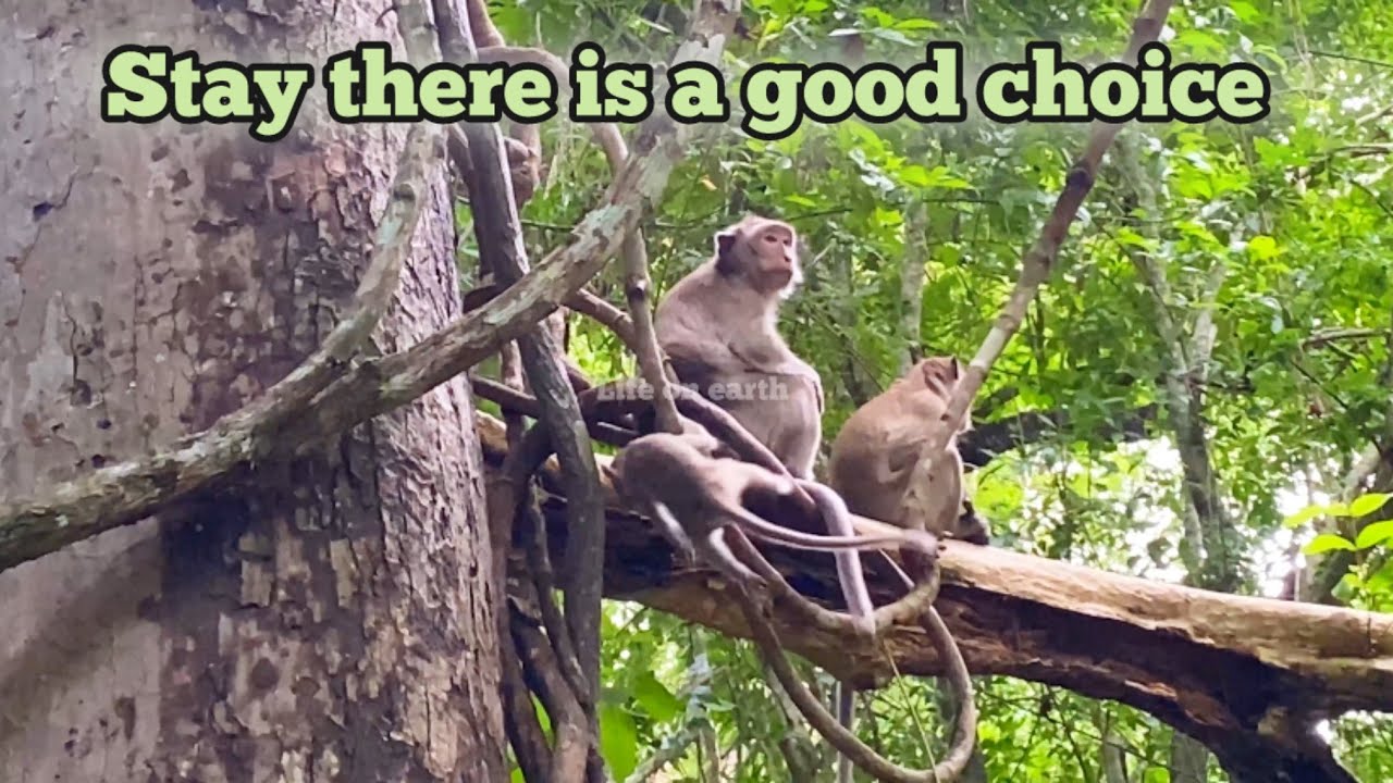 Real life of troop monkeys Mahanokor in the best place. - YouTube