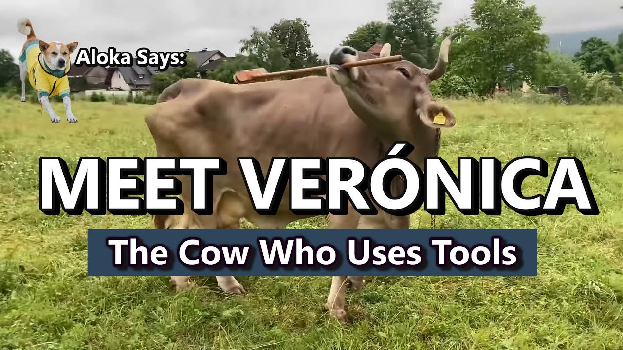 Aloka Says: Meet Verónica — The Cow Who Uses Tools - YouTube