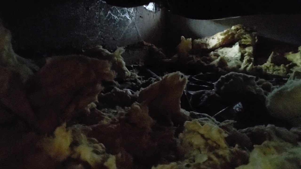 Seattle Home Inspectors | Massive Rodent Damage | (253) 244-3411 | CALL ...