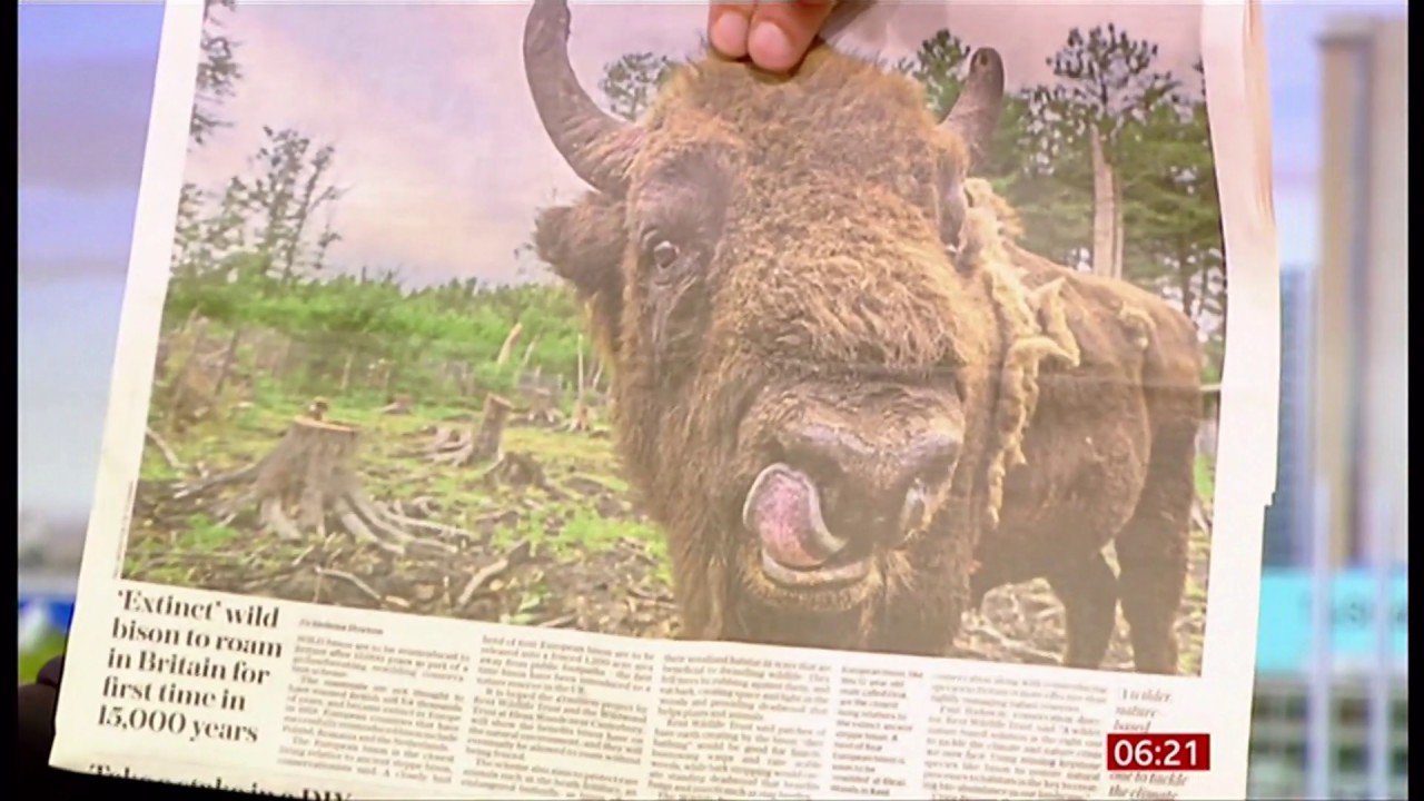 Bison returning to the UK after 15,000 year absence - BBC News - 10th ...
