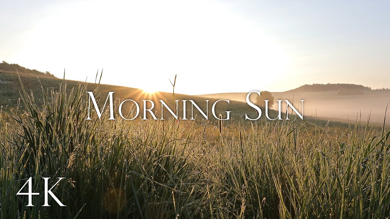 Morning Sun - Beautiful Bird Song, Calm Sunrise At Springflower Meadow ...