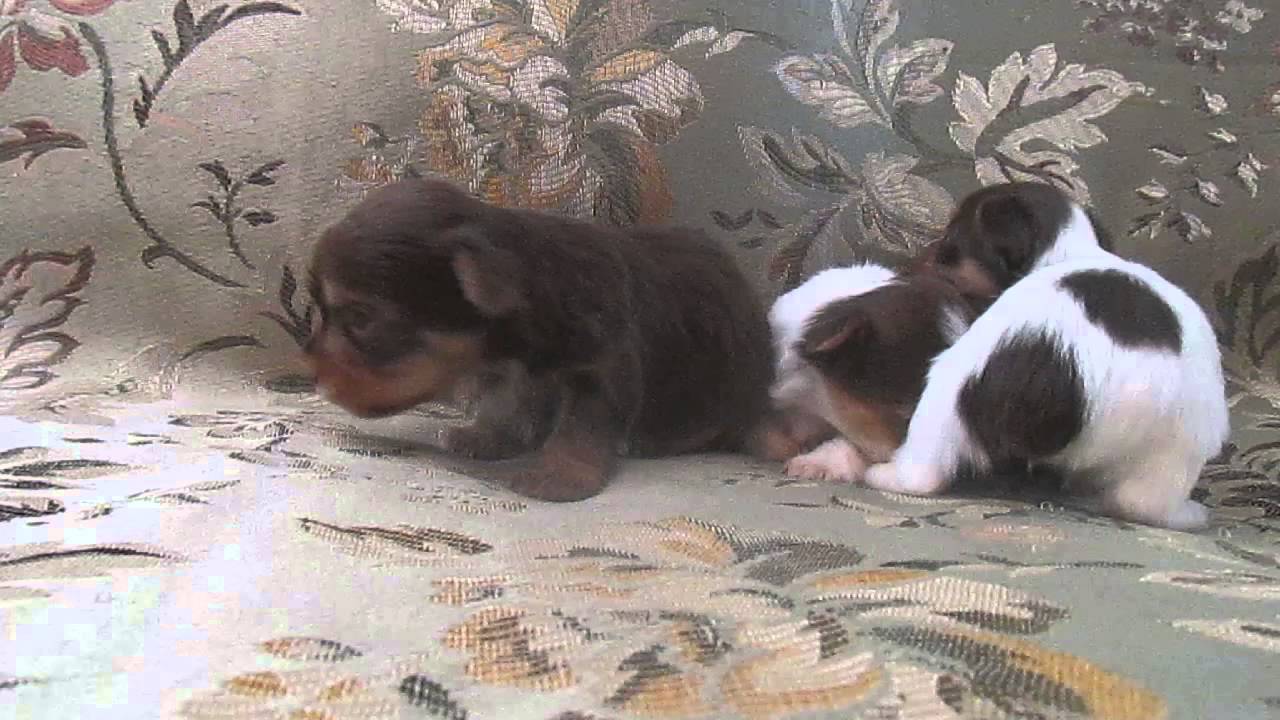 Sweet Baby Yorkie's Sold Yorkie Puppies 3 weeks old - YouTube