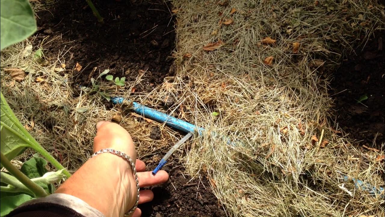 Подпорка для клубники, автополив, сад, огород 2017 - YouTube