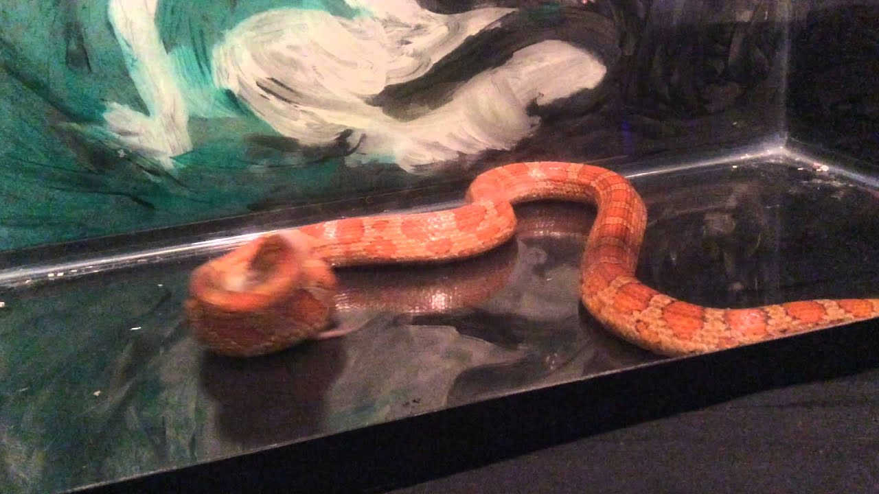 My corn snake Calvin eats 2 live hopper mice. - YouTube
