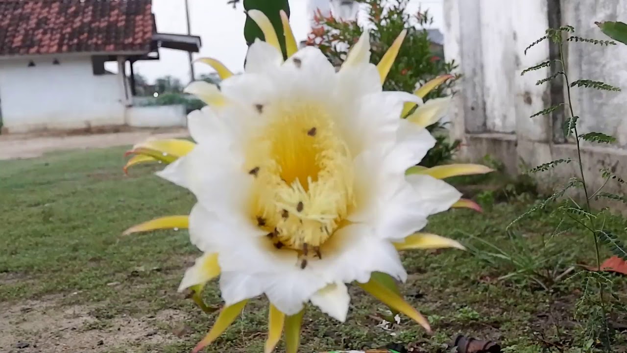 Bunga buah naga Dragon fruit flower in Indonesia - YouTube