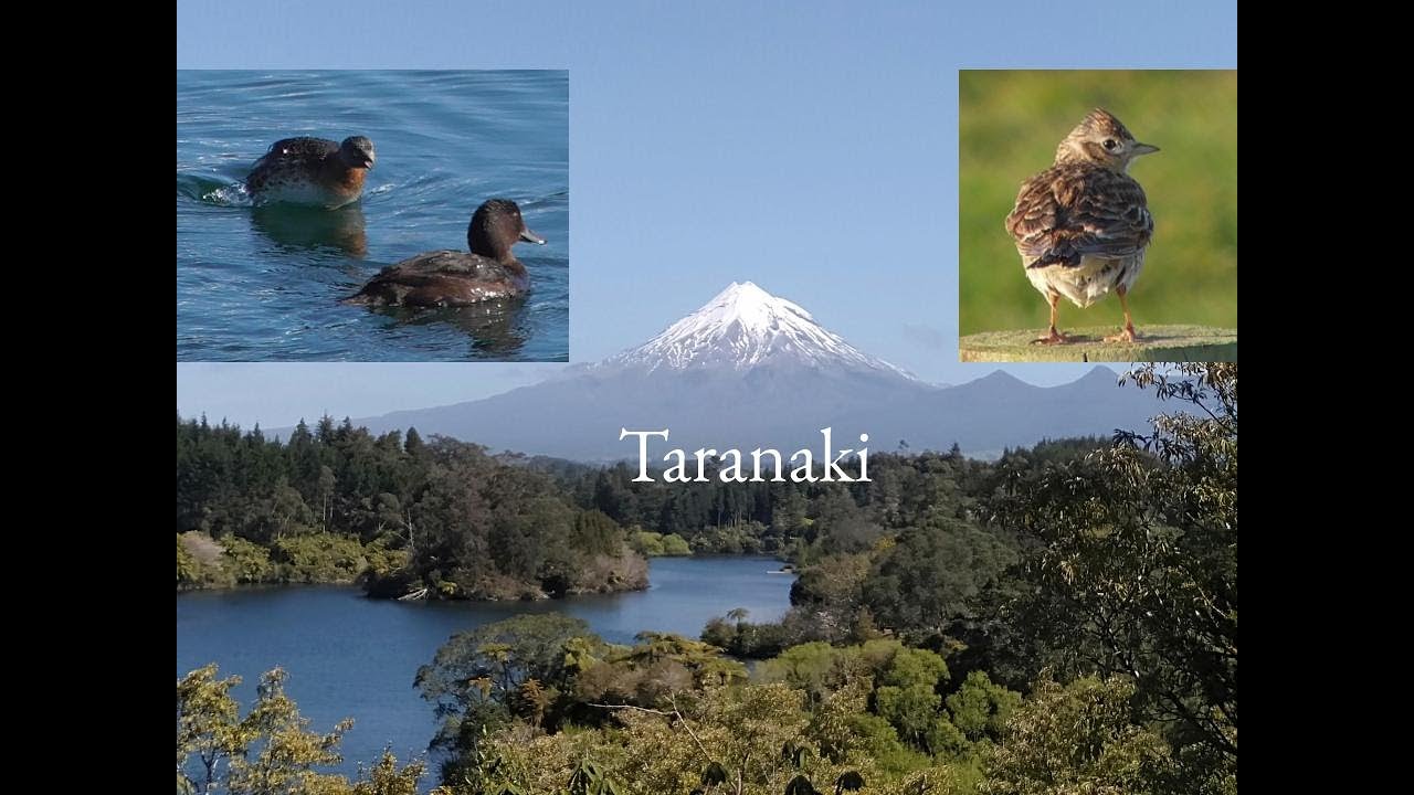 Taranaki Birds - NZ - YouTube