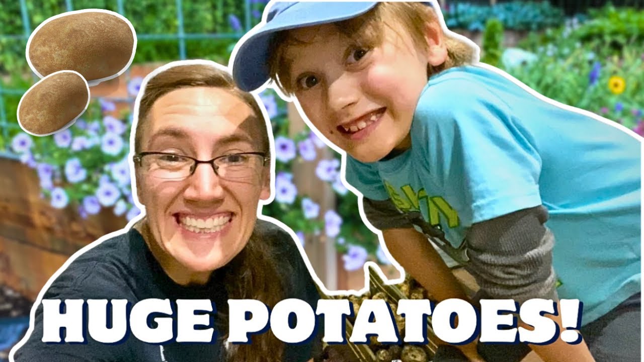 Our BEAUTIFUL Potato Harvest! They were so big this year! - YouTube