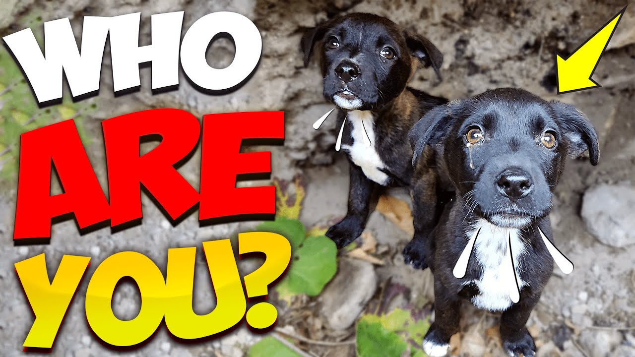 Abandoned Puppies were Dumped on the Street and Barely Survived Until ...