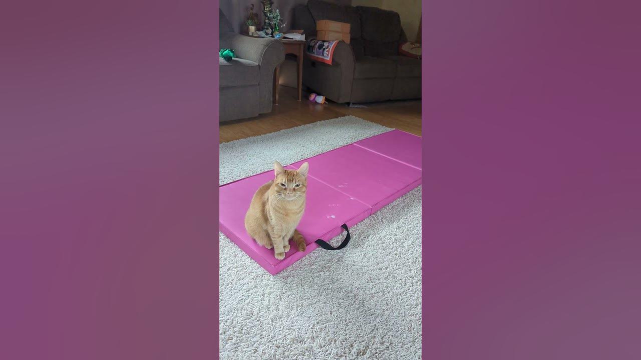 My cat learned how to do a handstand! - YouTube