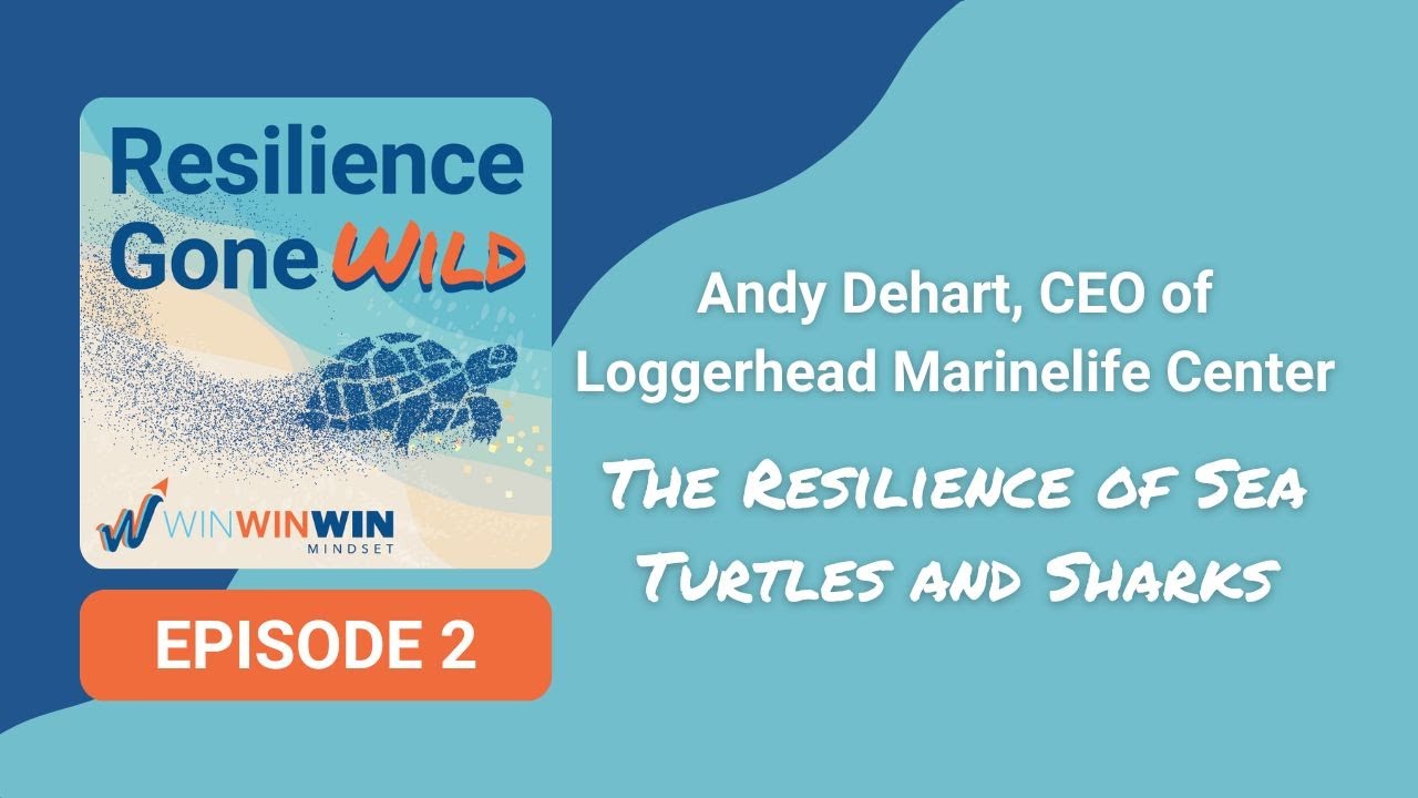 Momma Sea Turtles Part 2 with Andy Dehart, CEO of Loggerhead Marinelife ...