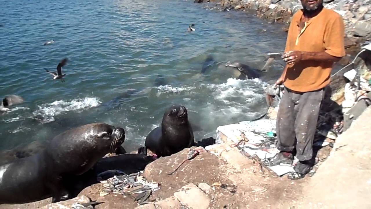 LOBOS MARINOS EN IQUIQUE - YouTube