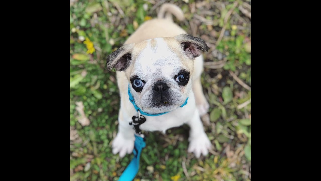Panda Pug Puppy Playing Outside - YouTube
